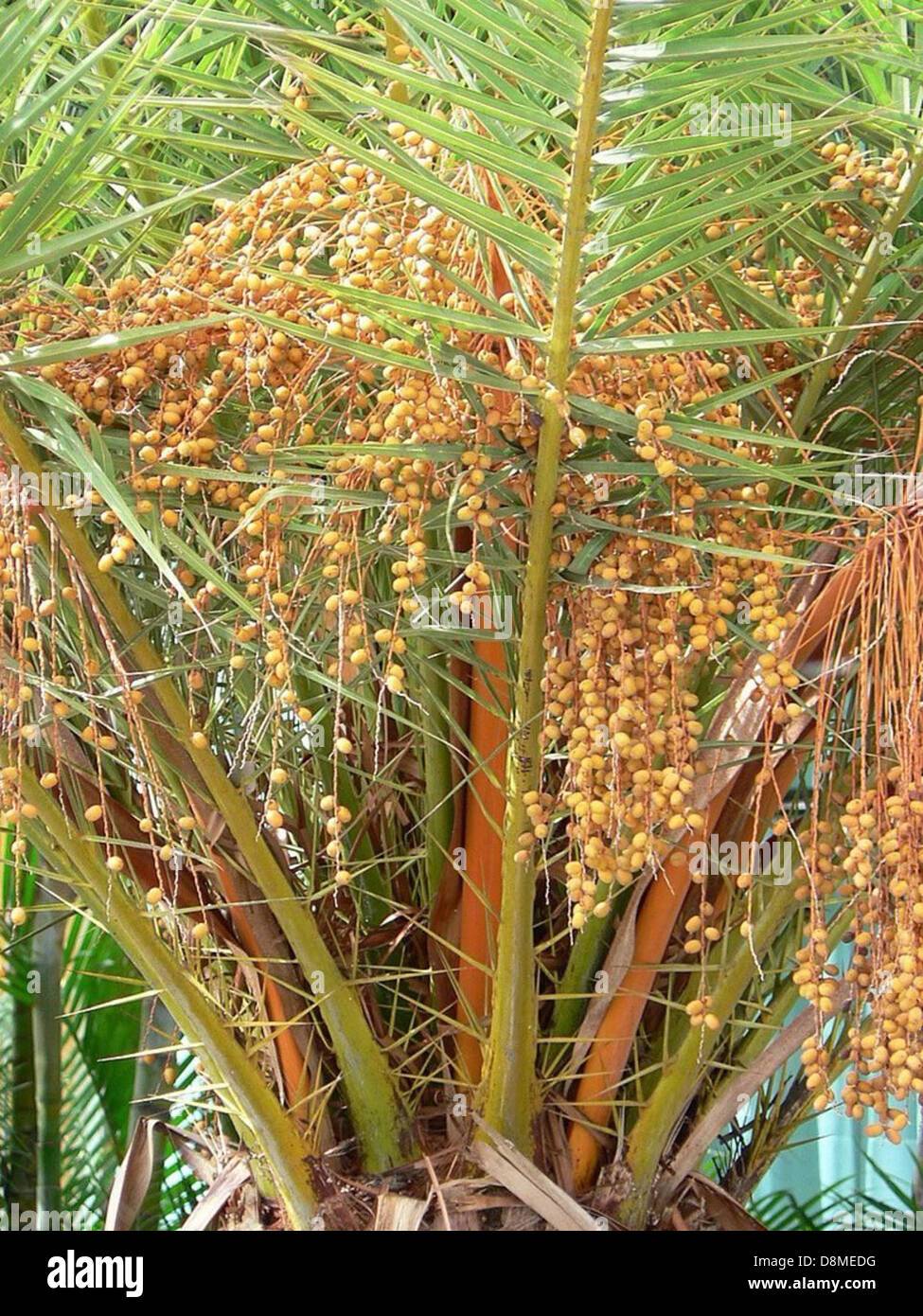 Palm tree fruits are the seeds or fruits produced by various species of ...