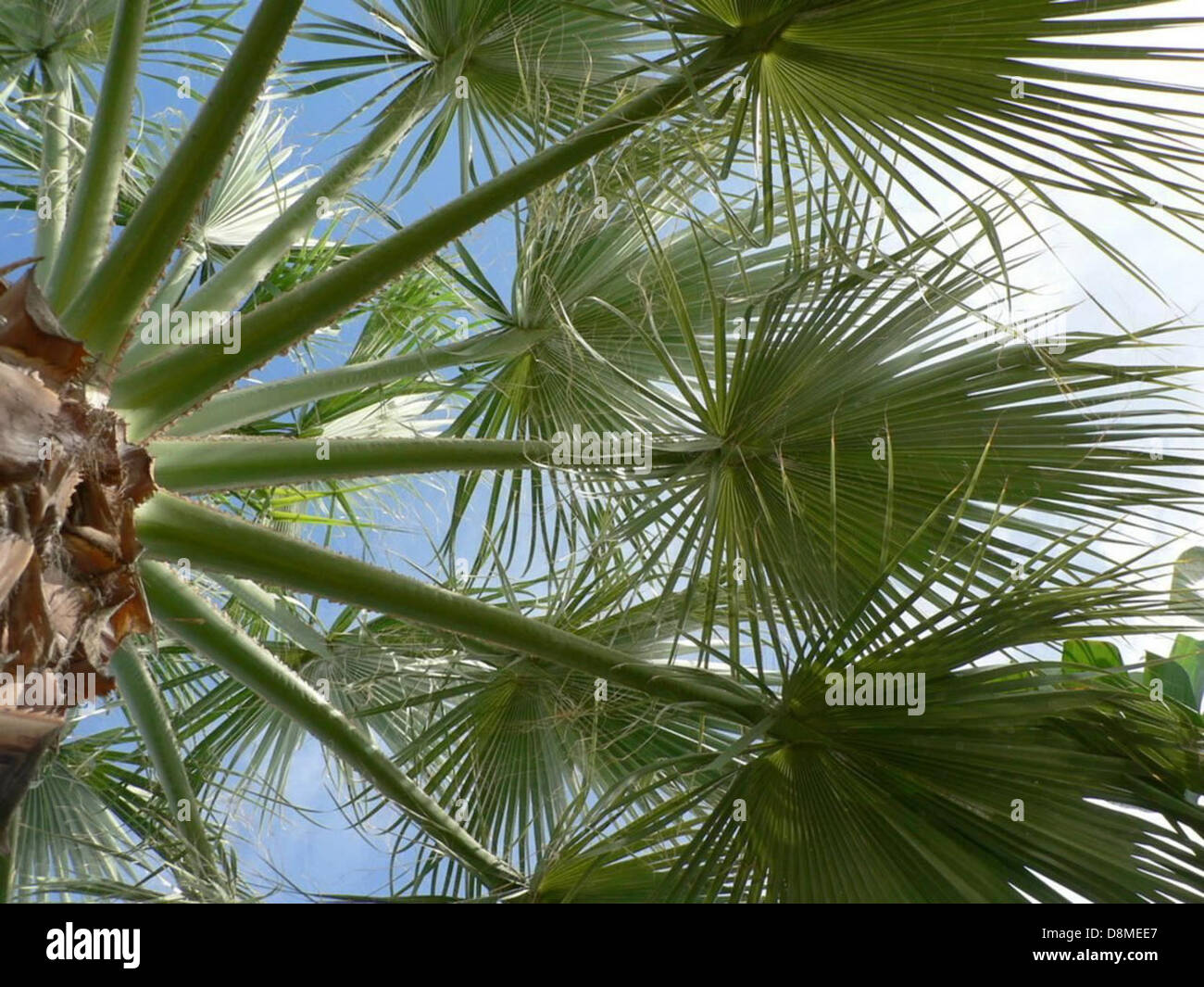 A close-up of green palm tree leaves showing their long, pointed fronds ...