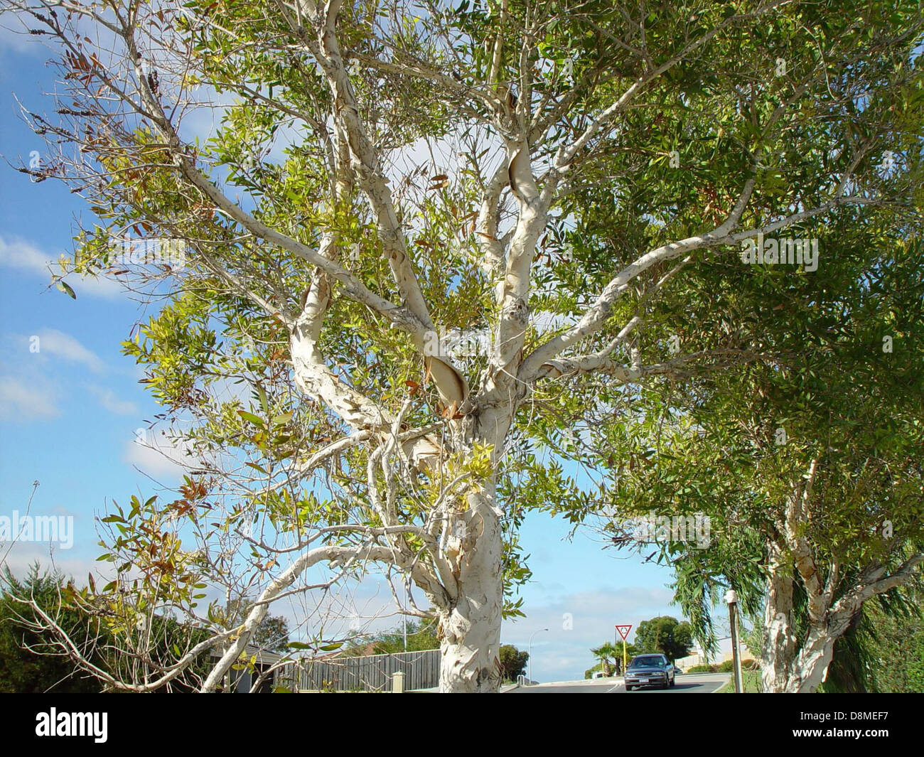 A paperbark tree with distinctive peeling bark that forms layers, often ...
