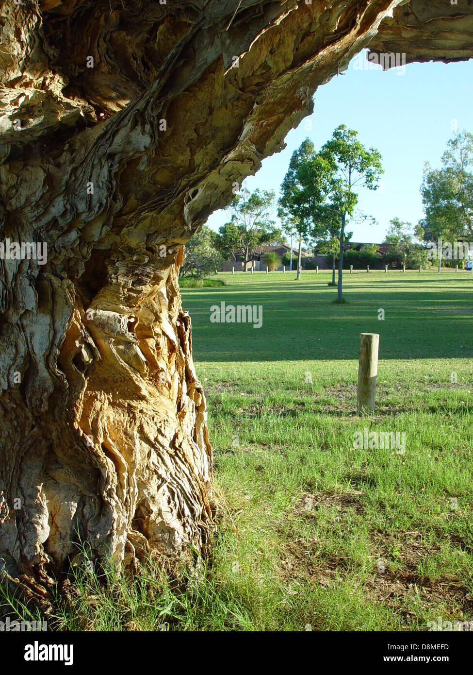 Paperbark tree bark Stock Photo - Alamy