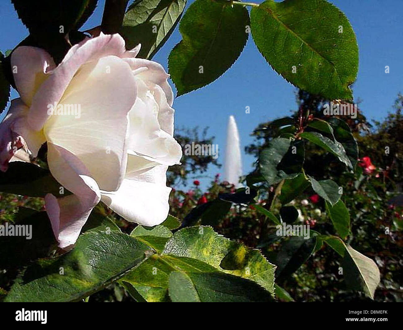 A park featuring a variety of blooming roses. The vibrant colors of the ...