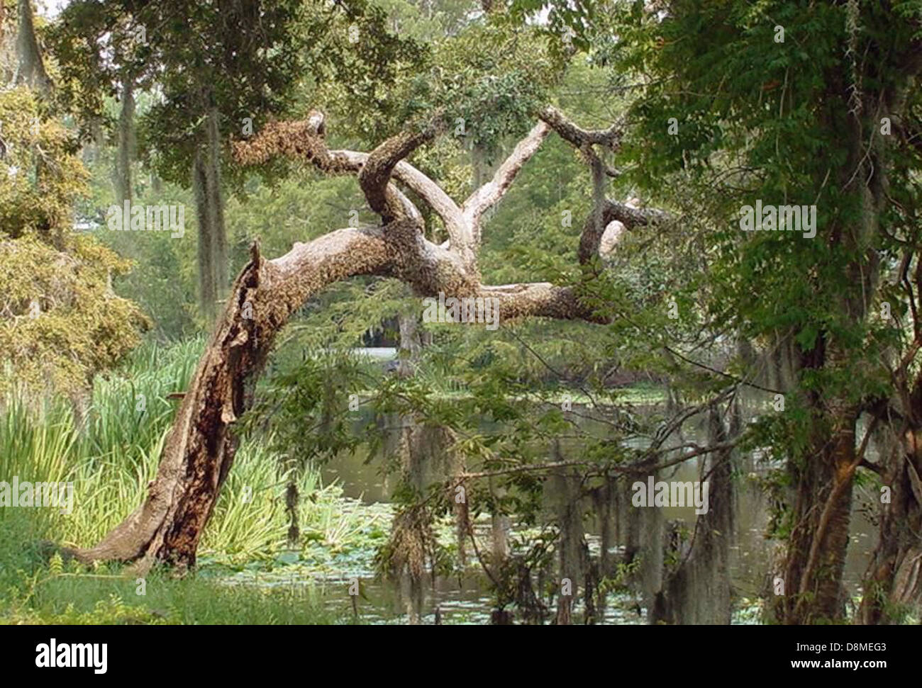 The Peace Tree is a symbolic tree planted to promote peace and unity ...