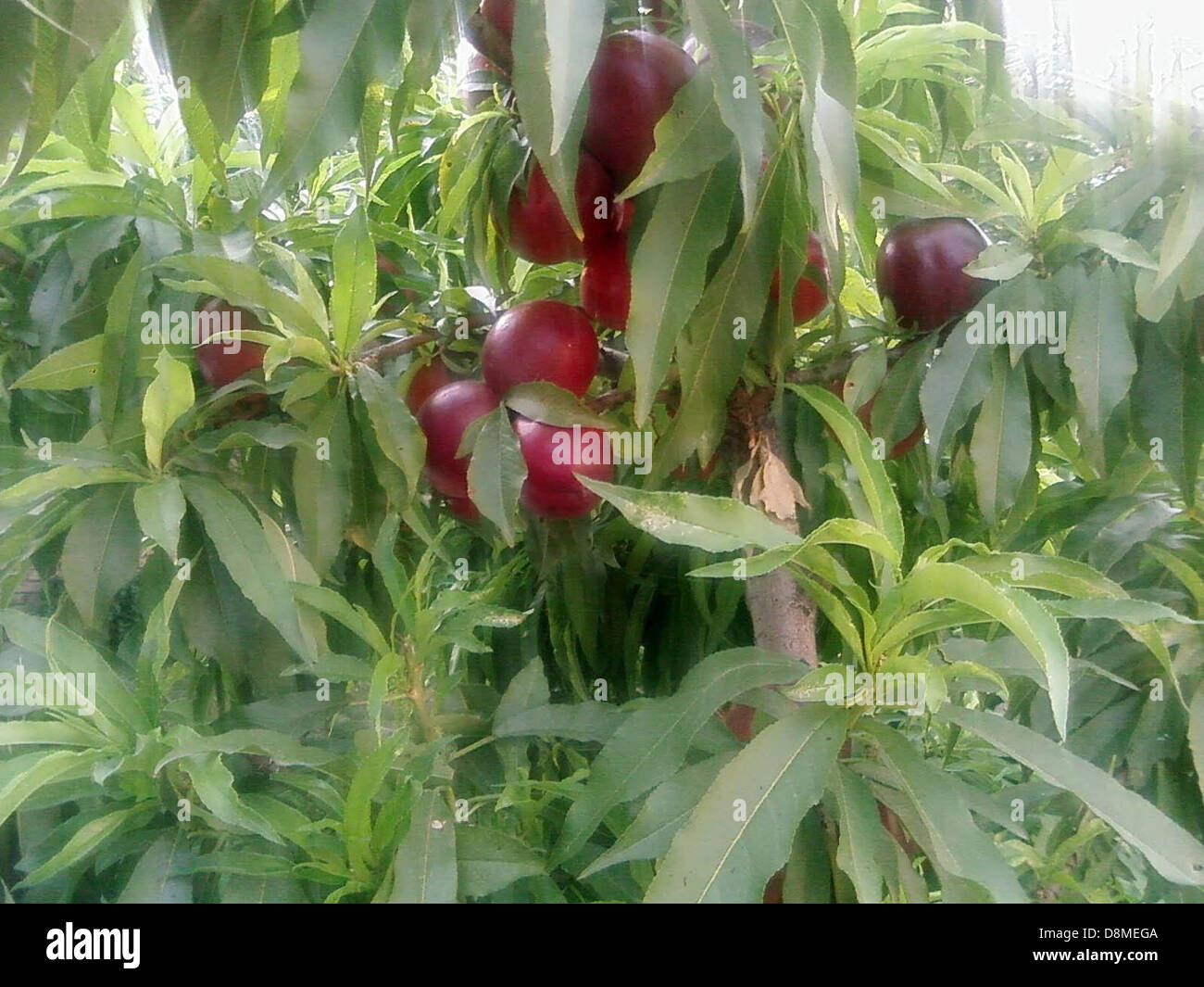 A ripe peach hangs on a tree branch, showing its vibrant color and soft ...