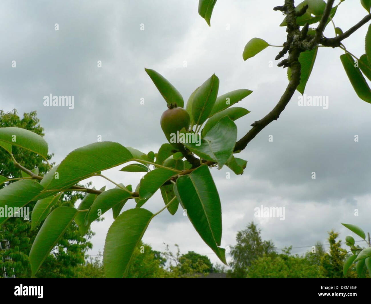 Pear tree branch Stock Photo - Alamy