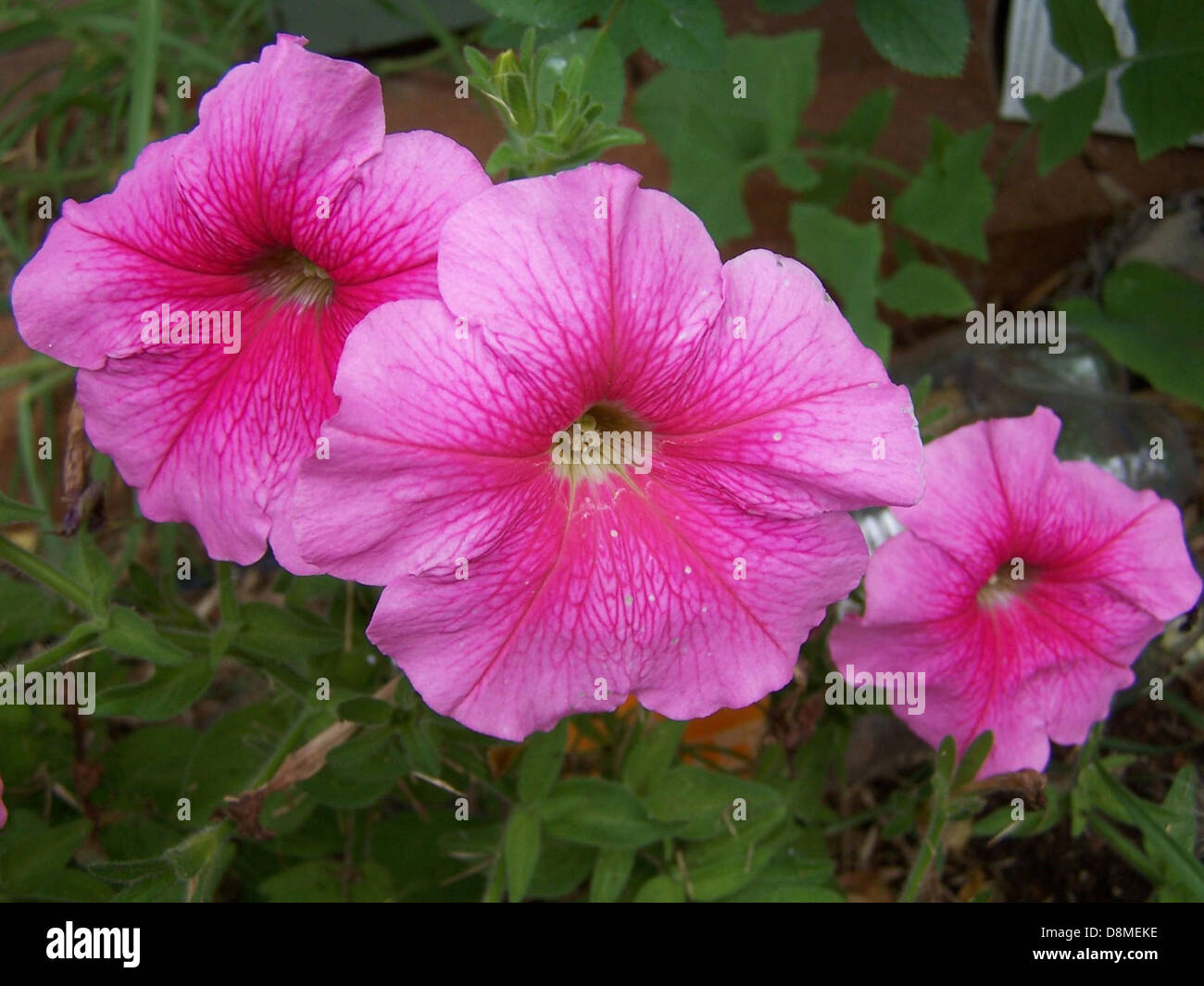 This photograph captures the beauty of pink trumpet flowers in full ...