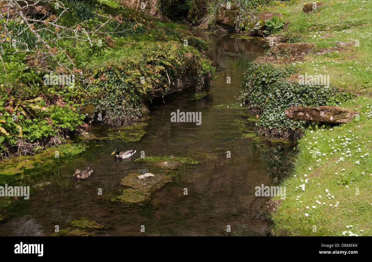 stream, brook, clear water, flowing, stones in water, wild flowers on ...