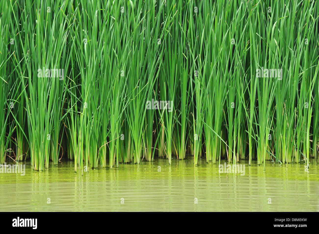 Papyrus tree hi-res stock photography and images - Alamy