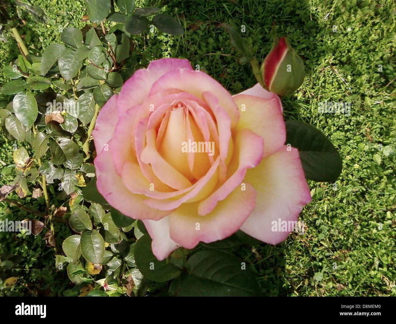 A close-up of a pink and yellow rose, showcasing the intricate layers ...