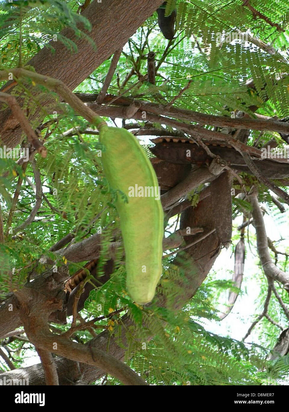 Pod fruits hang from the branches of a tree, showcasing the natural ...