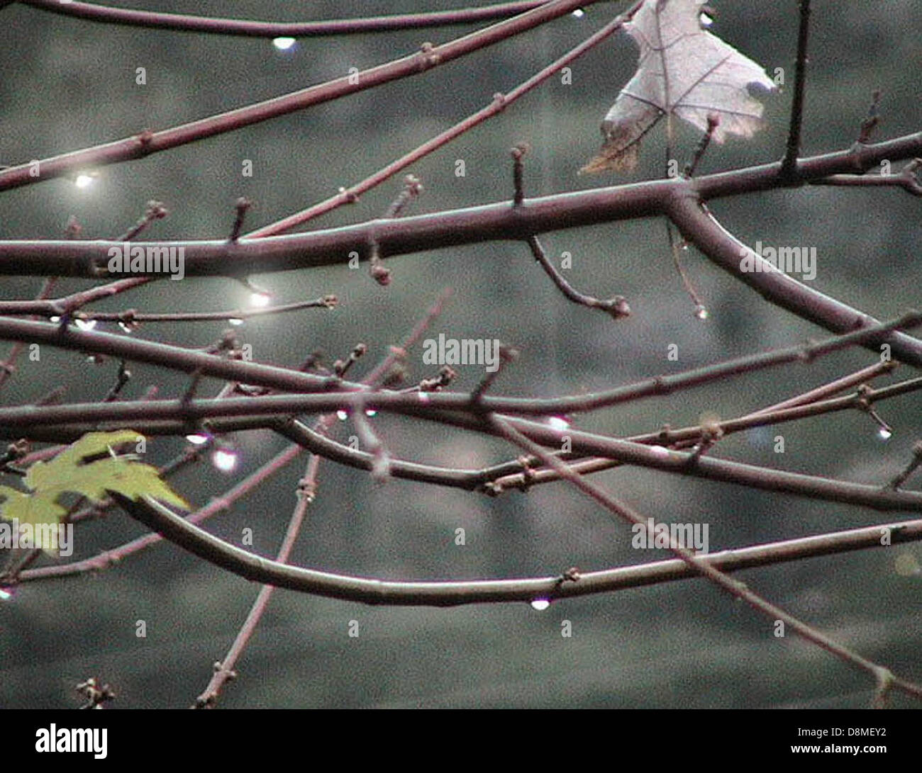 Rain drops on maple tree branches Stock Photo - Alamy