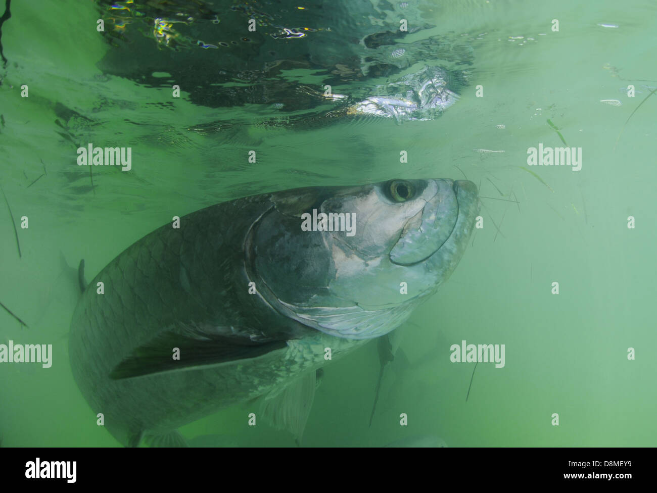 Fishing florida tarpon hi-res stock photography and images - Alamy