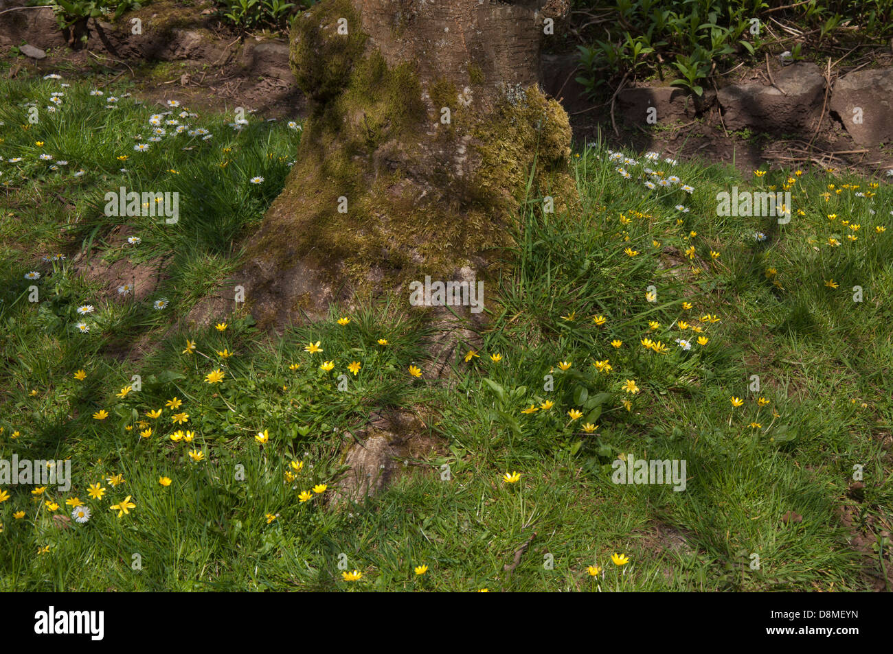 Lesser celandine roots hi-res stock photography and images - Alamy