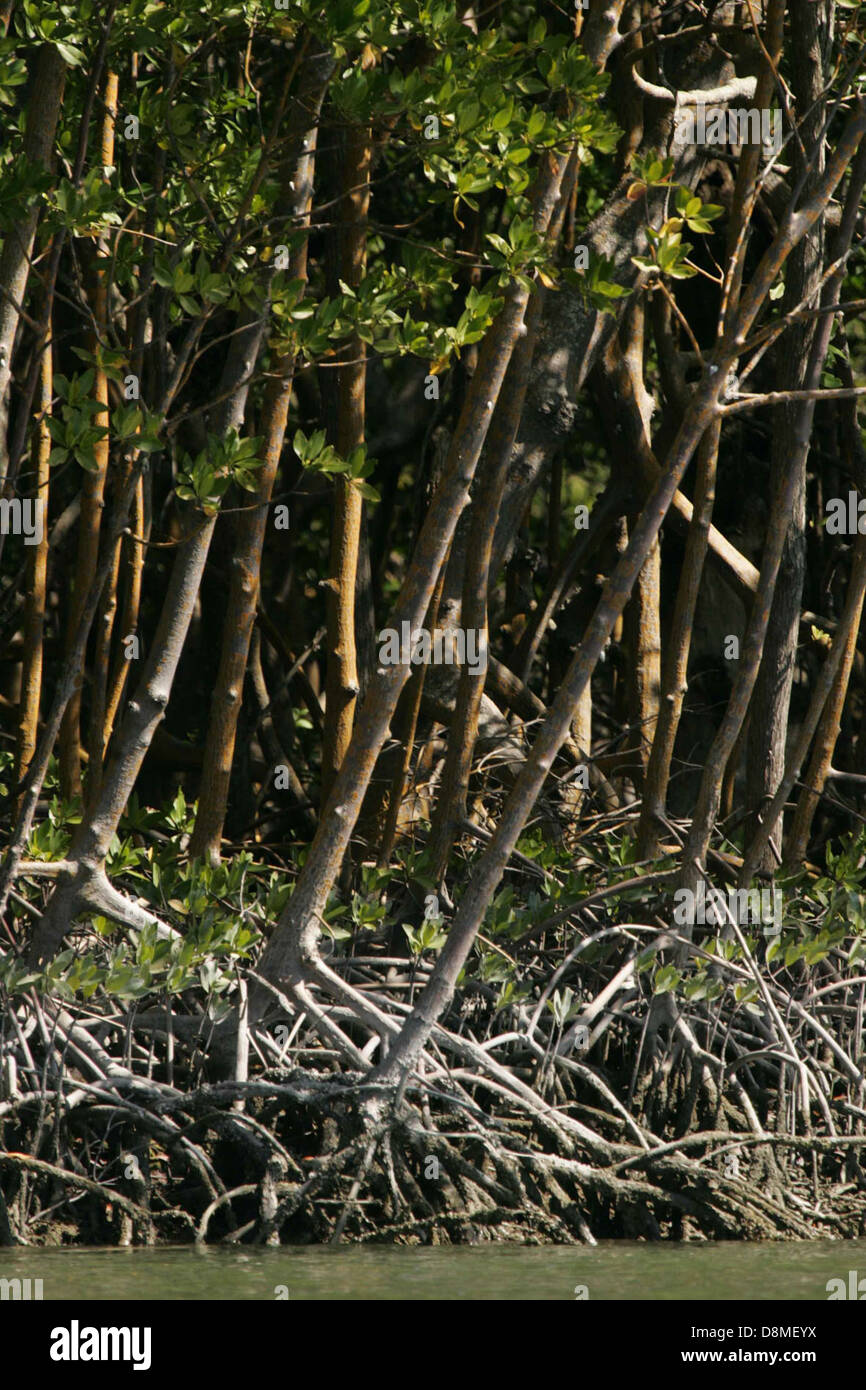 Red mangrove trees (Rhizophora mangle) growing close together along a ...