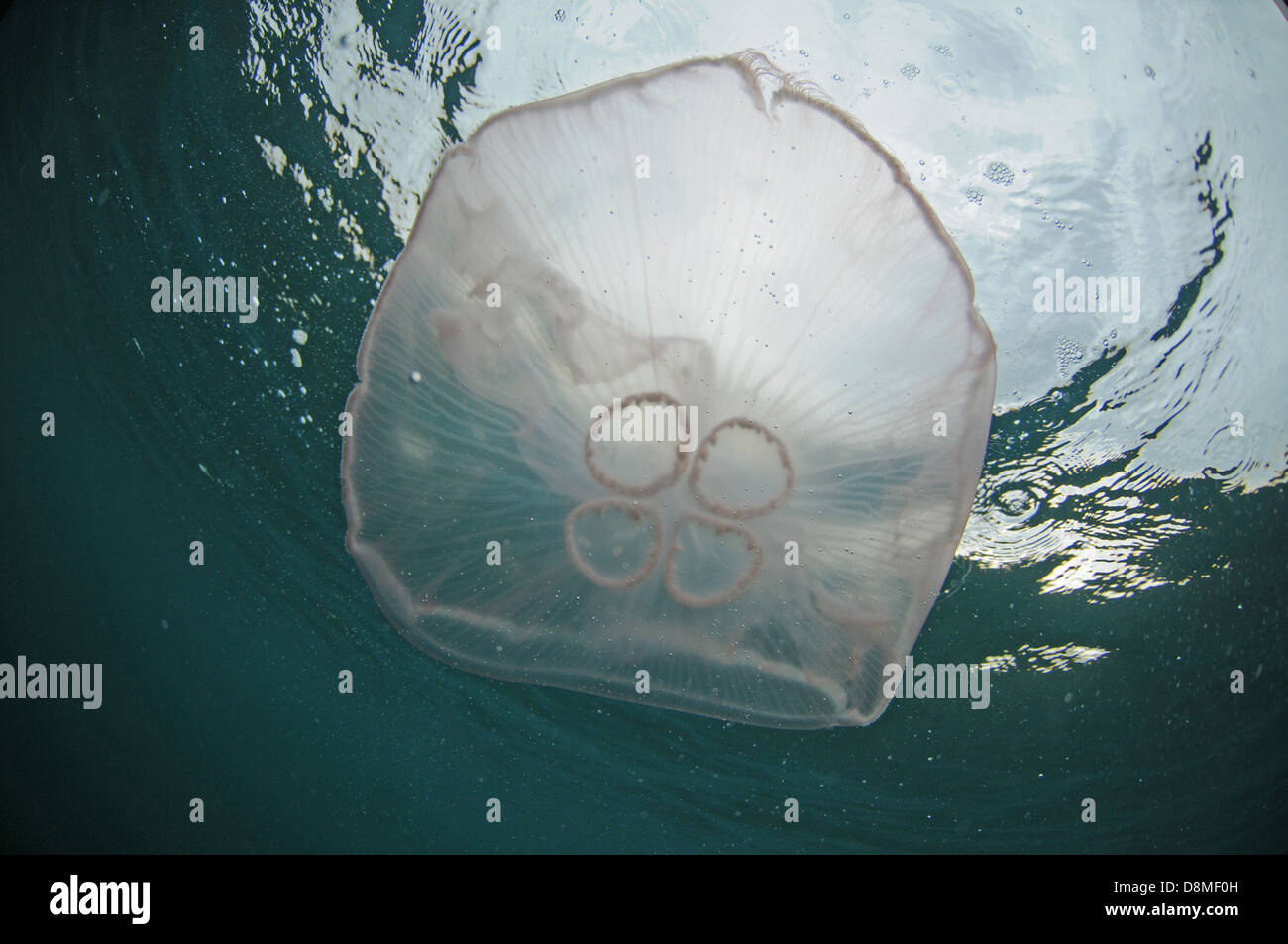 Underwater portrait of jellyfish in Atlantic Ocean Stock Photo - Alamy