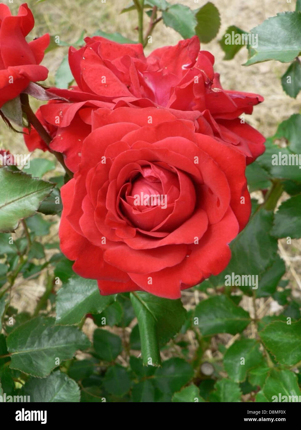 A cluster of vibrant red roses in full bloom, showcasing their rich ...