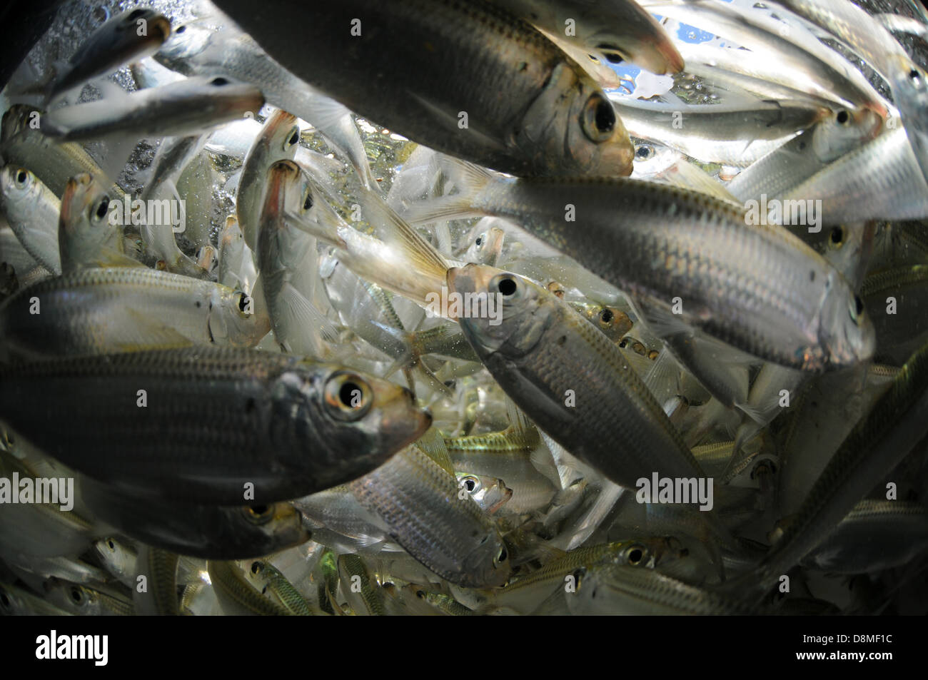 Pilchard, or bait fish, swimming underwater in bait well Stock Photo ...