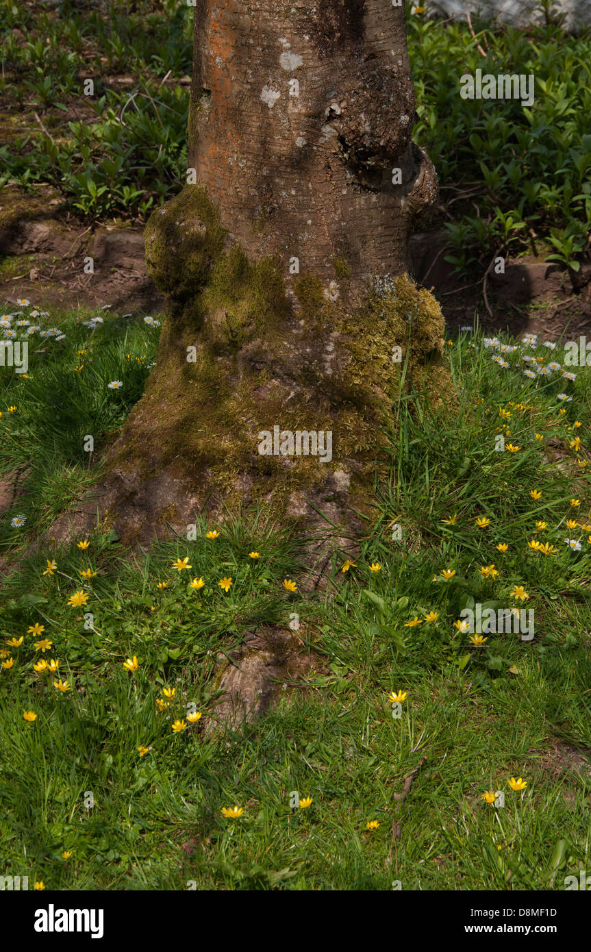 Lesser celandine roots hi-res stock photography and images - Alamy