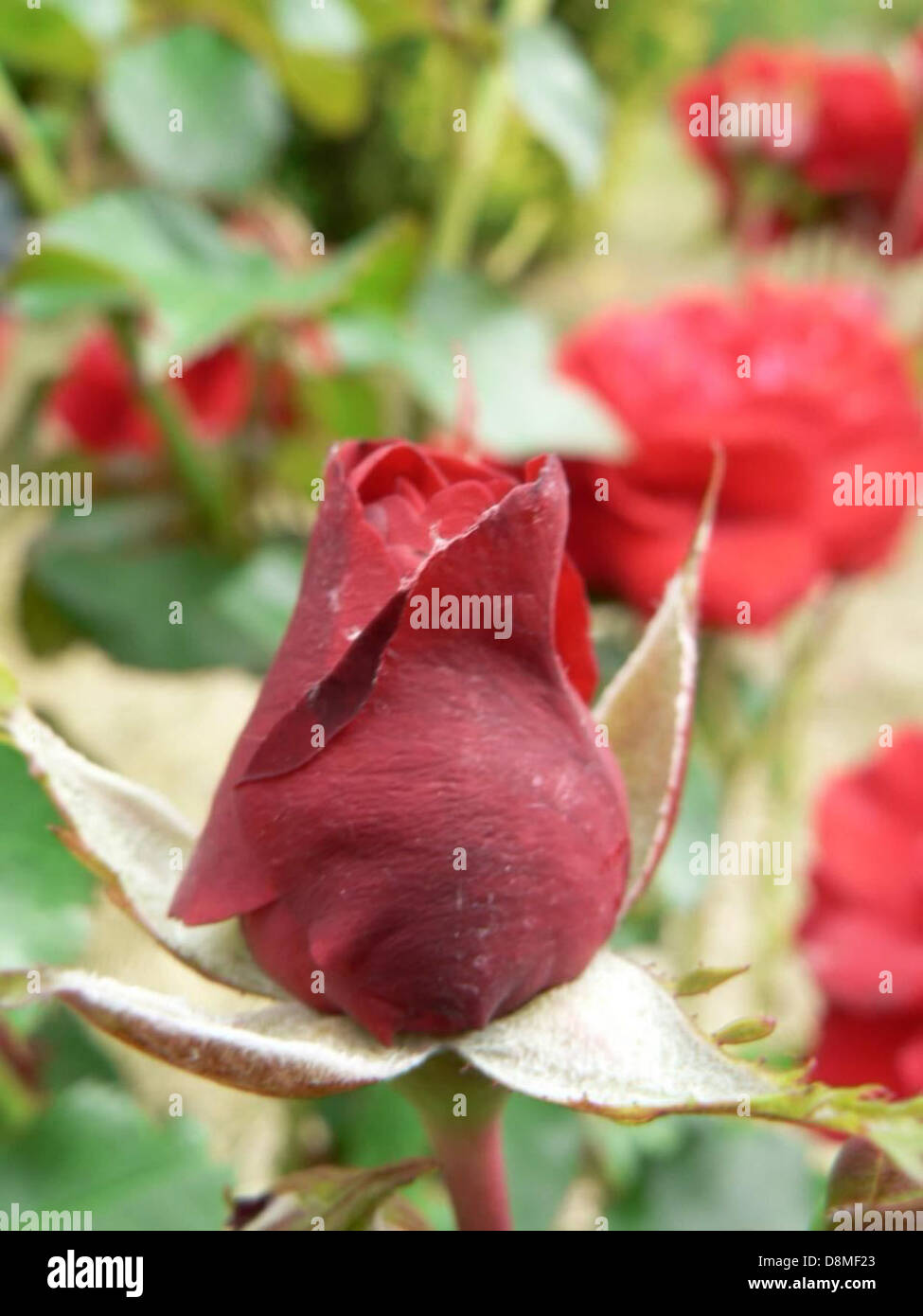 Red rose flower bud Stock Photo - Alamy
