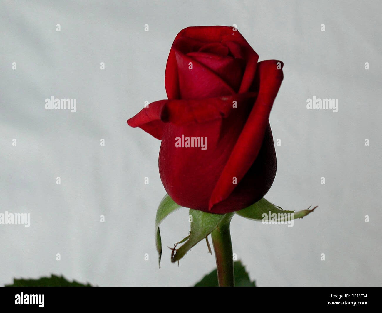 Red rose stock image Stock Photo - Alamy