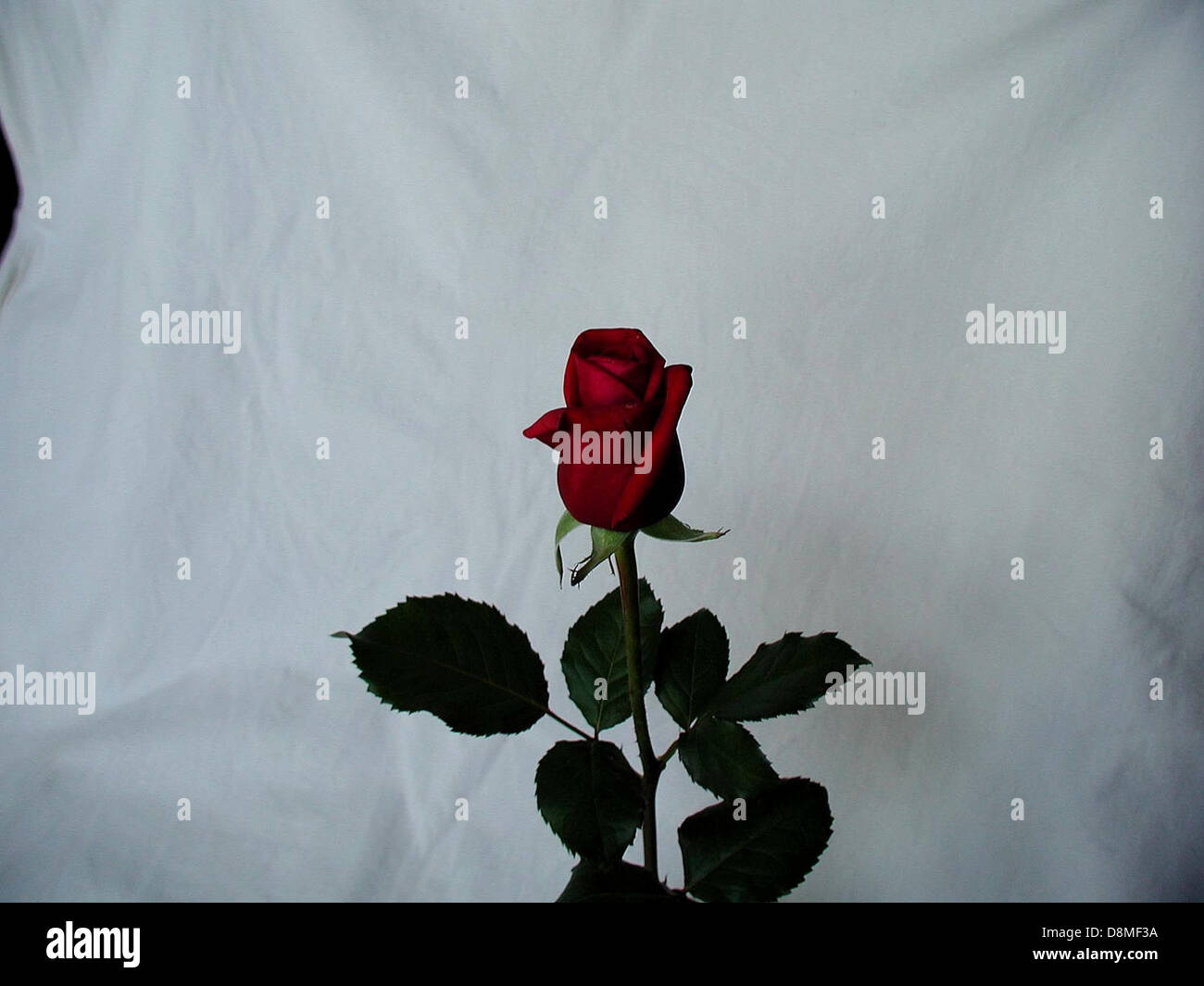 Red rose stock photo Stock Photo - Alamy