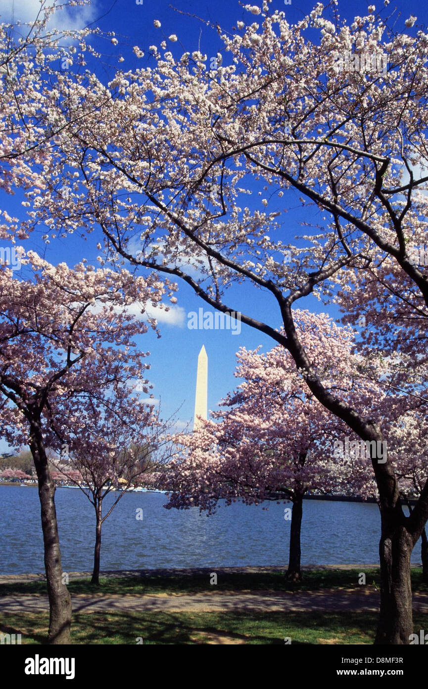 Resplendent cherry trees bloom with stunning, vibrant flowers. These ...