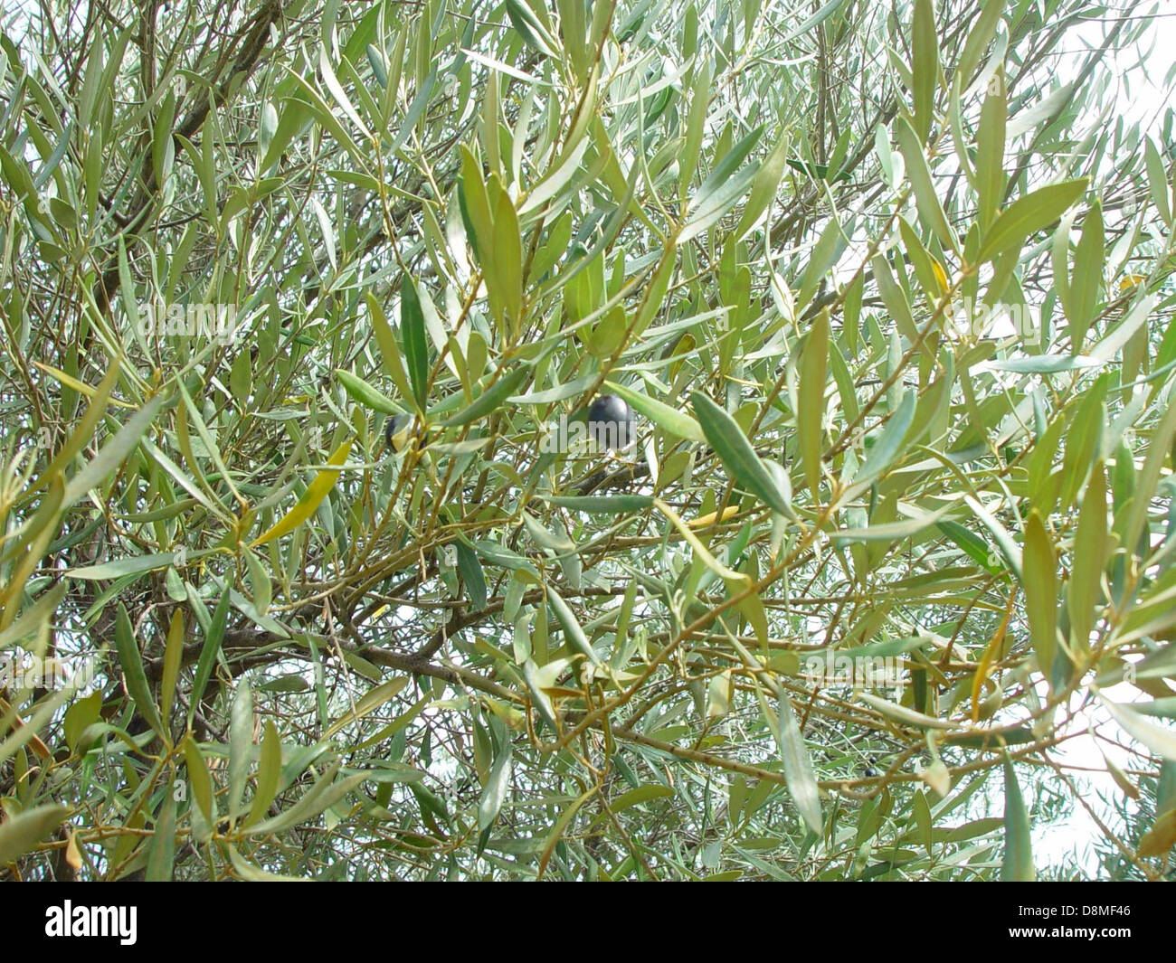 Ripe olive lurking in the leaves Stock Photo - Alamy