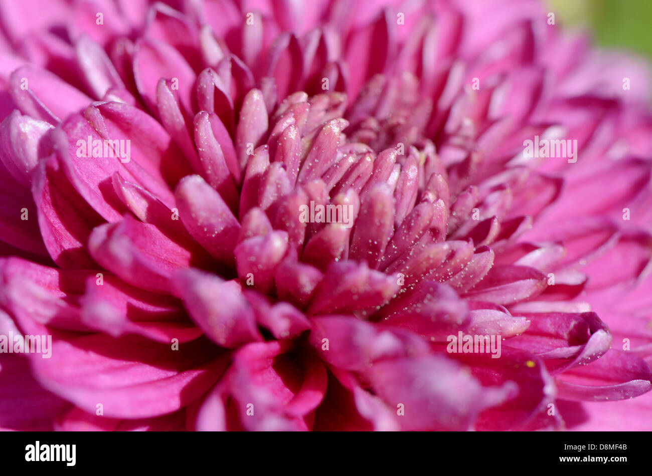 Aster flower close up Stock Photo - Alamy