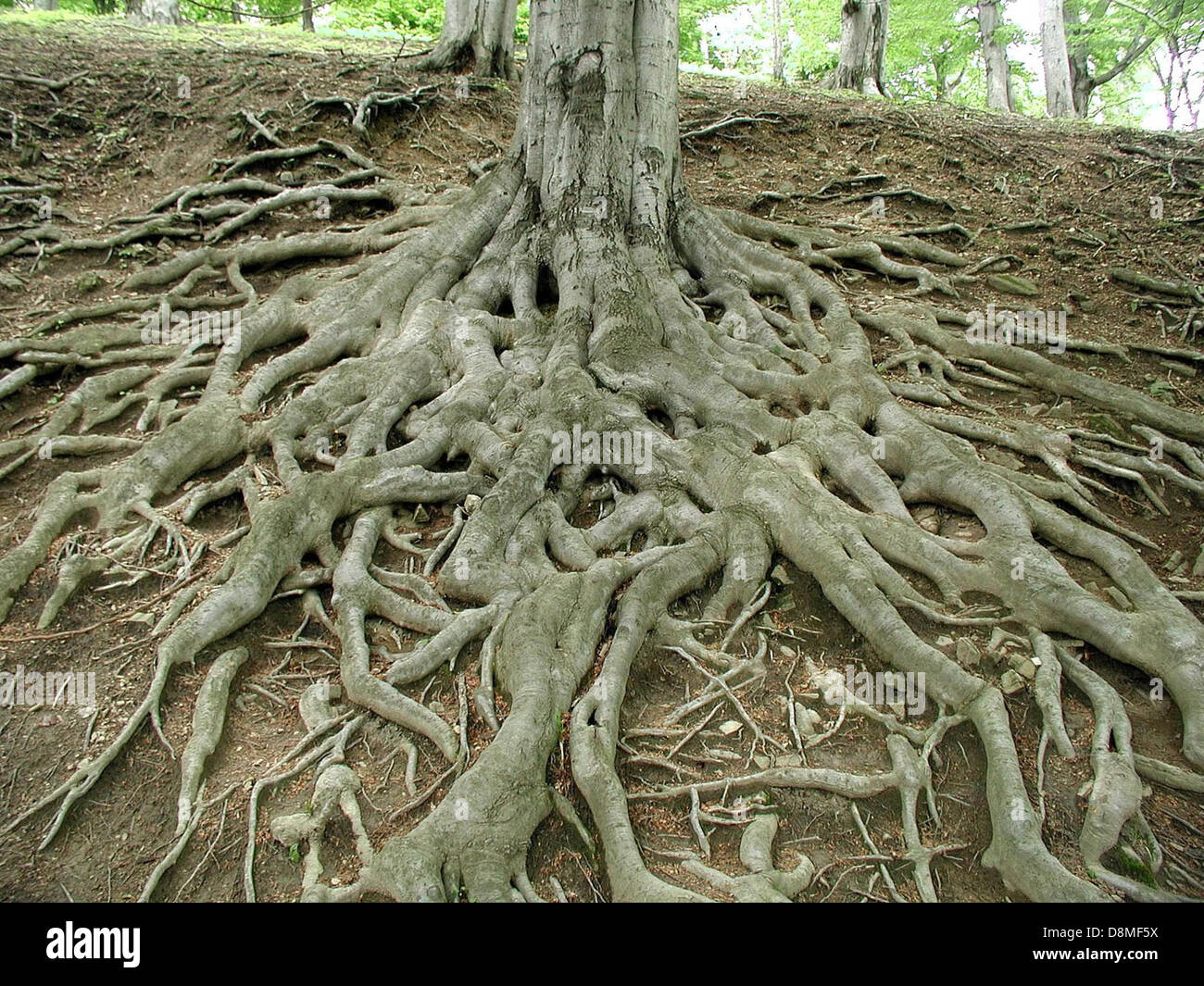 The roots of a large, ancient tree stretch across the forest floor ...