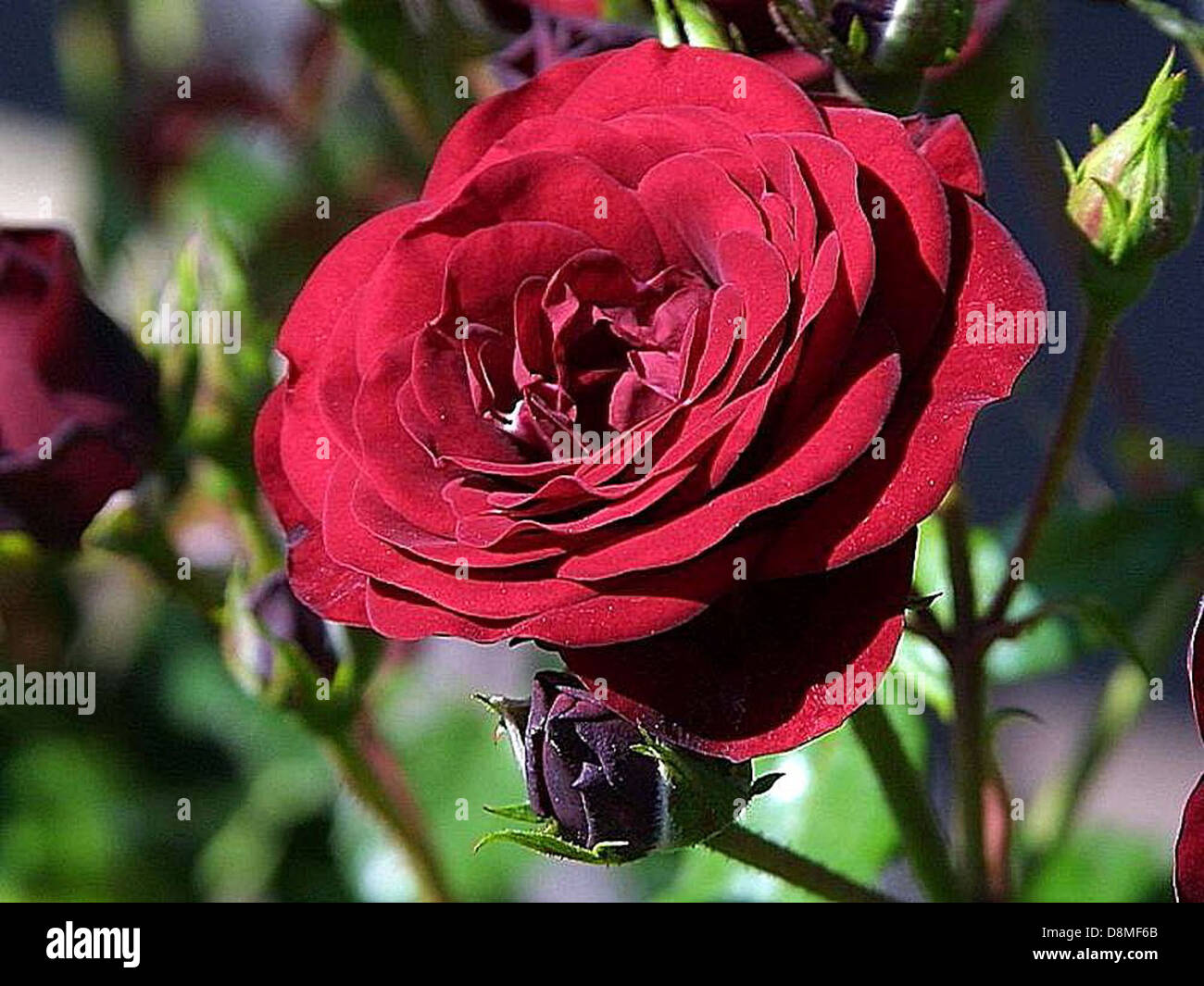 A cluster of vibrant red roses bloom in a park, adding color and beauty ...