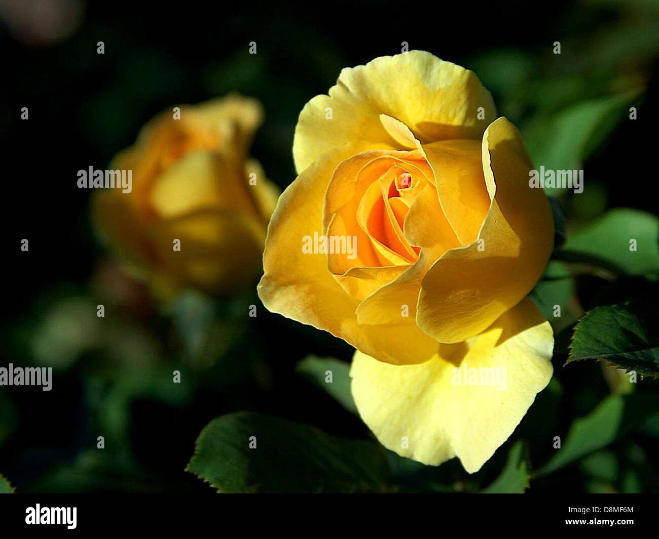 Roses blooming in a national park, showcasing the beauty and natural ...