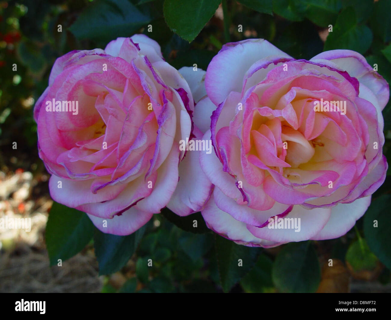 This image shows roses with their petals featuring a distinct rim of ...