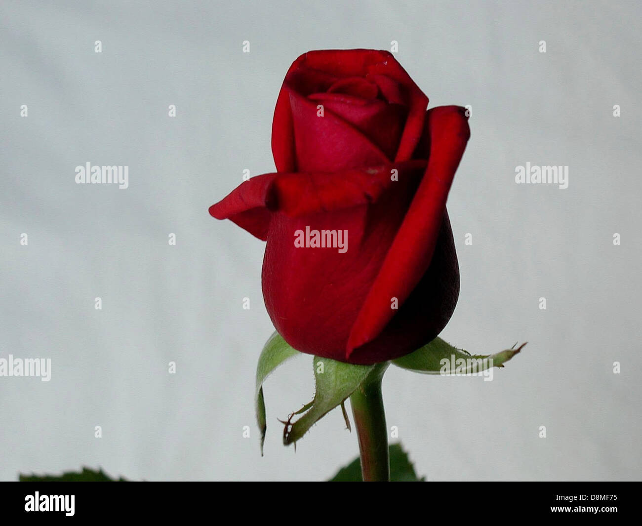 A single rose flower, showcasing its full bloom, rich color, and smooth ...