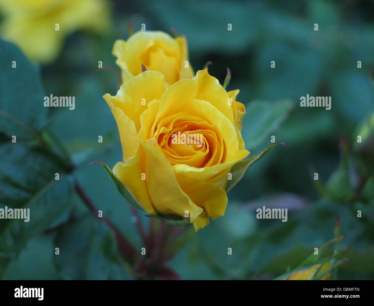 A close-up photograph of a yellow rose, focusing on its delicate petals ...