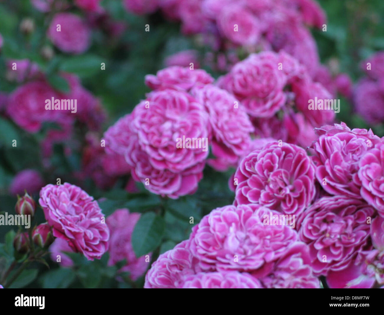 A vibrant rose garden in full bloom, showcasing a variety of colorful ...
