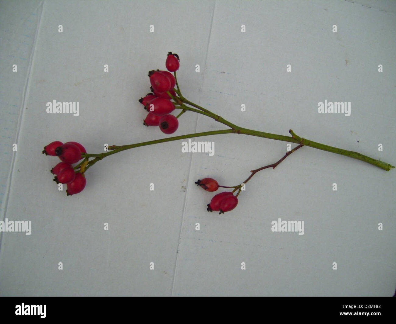 The image shows a close-up of rose hips, the fruit of the wild rose ...