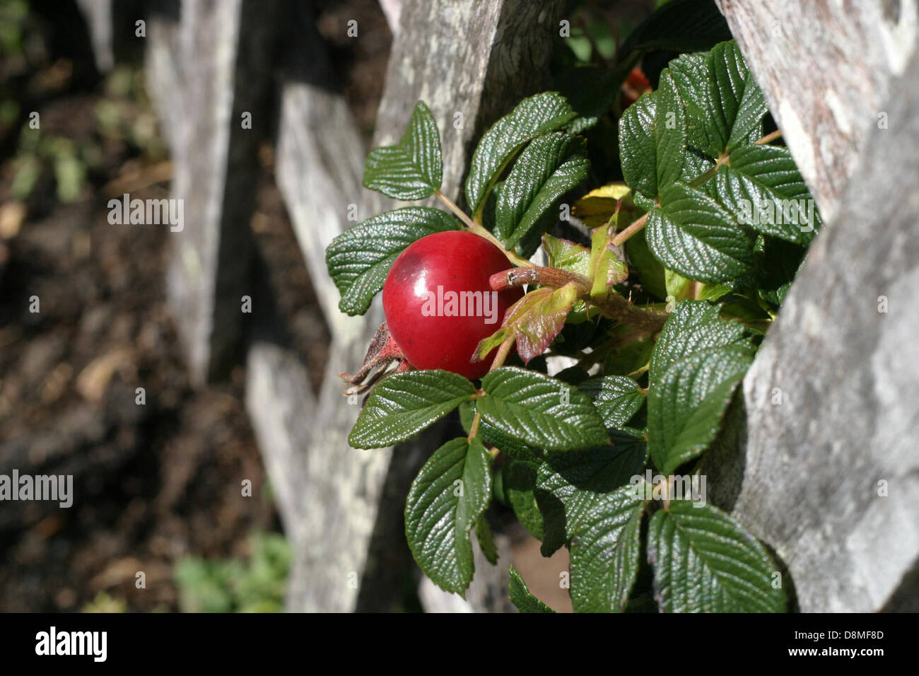 A close-up of a rose hip growing on a trellis. The bright red fruit ...