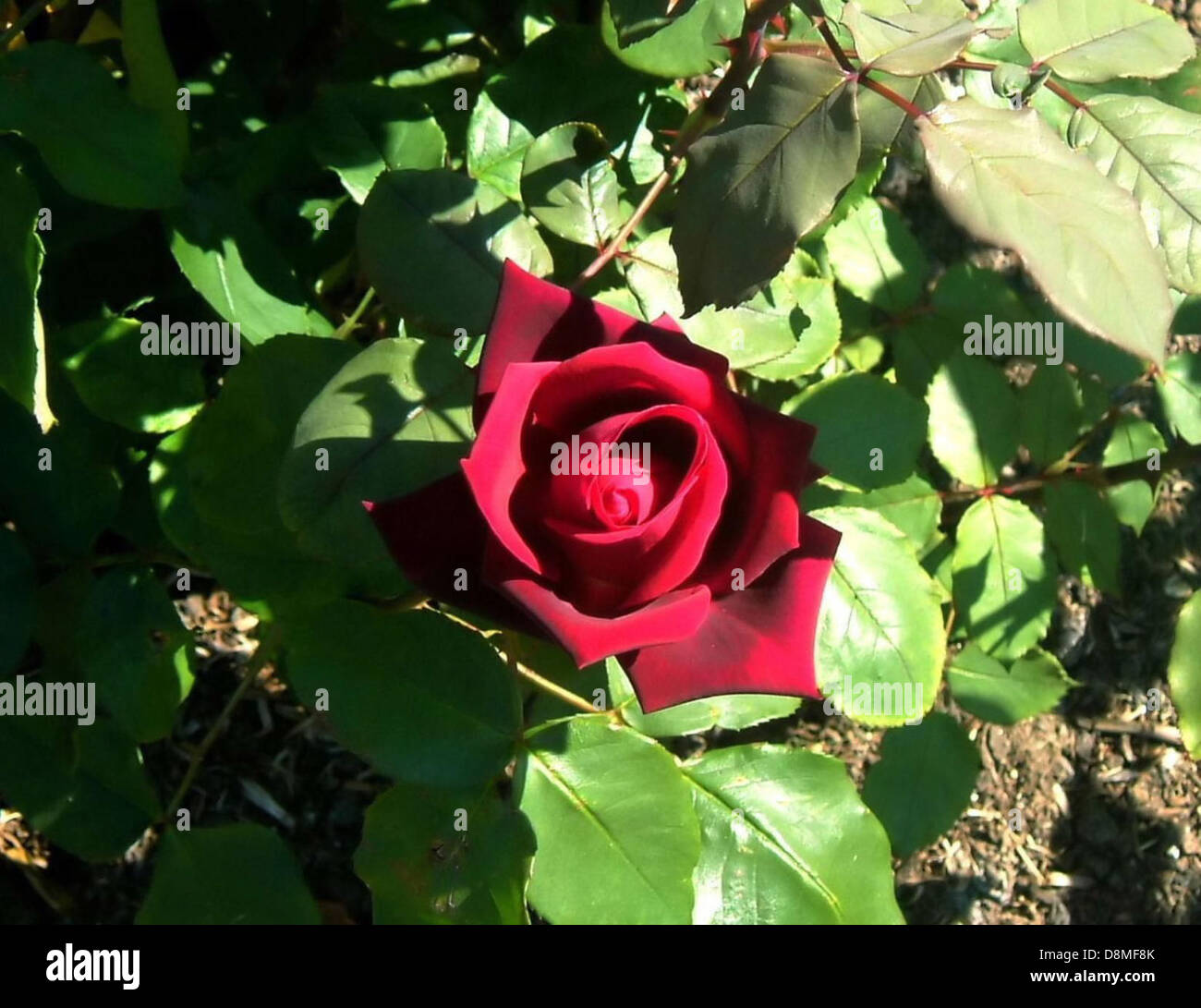 A single rose blooms in a park, showcasing its vibrant color and ...