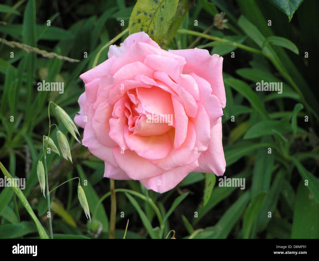 Rose in the England Stock Photo - Alamy