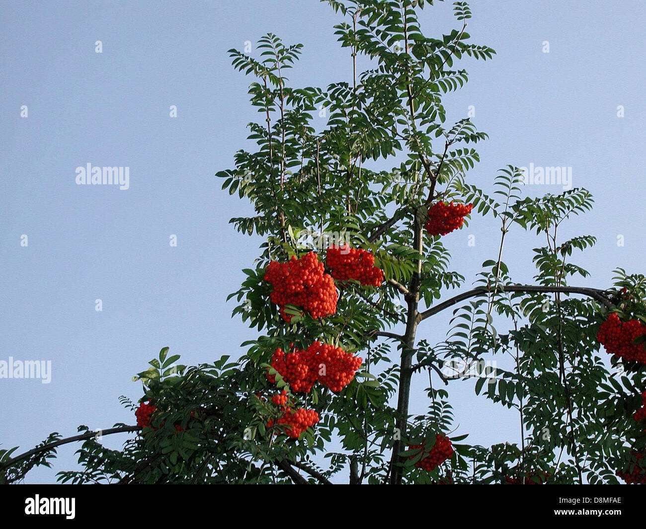 Showcasing delicate roses hi-res stock photography and images - Alamy