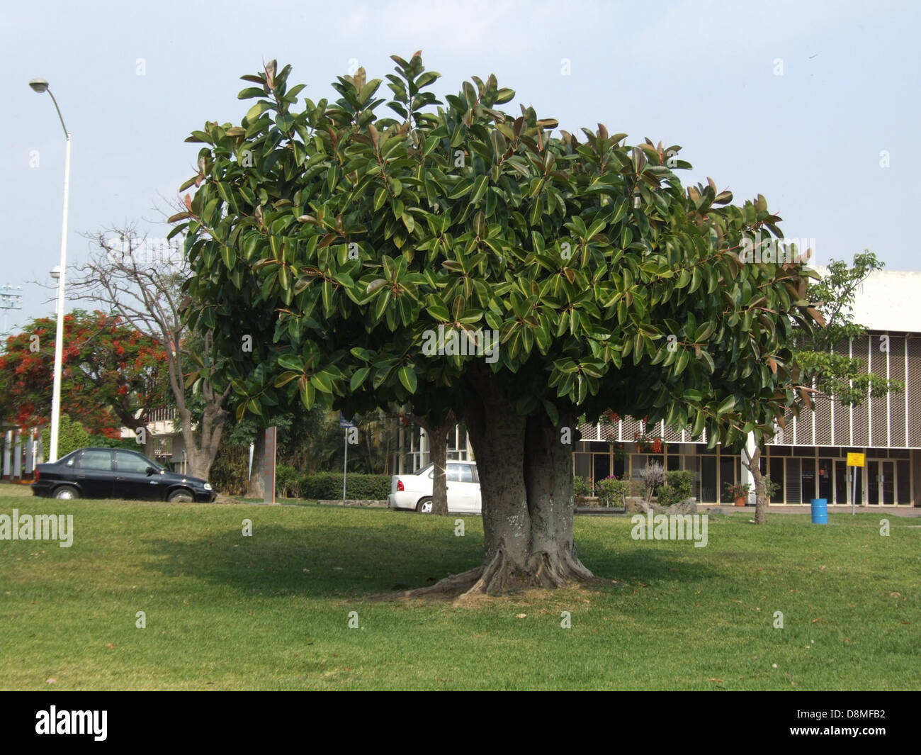 A Rubber Tree, commonly known as Hevea brasiliensis, is cultivated ...