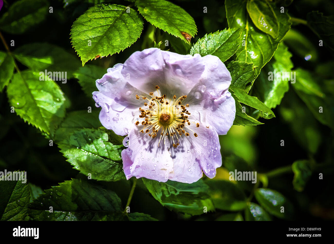 Rose spike hi-res stock photography and images - Alamy