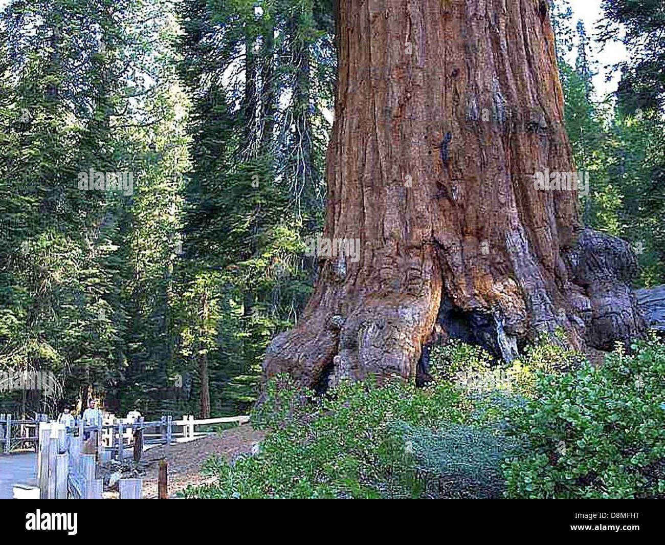 A majestic sequoia forest is depicted, with towering, ancient trees ...