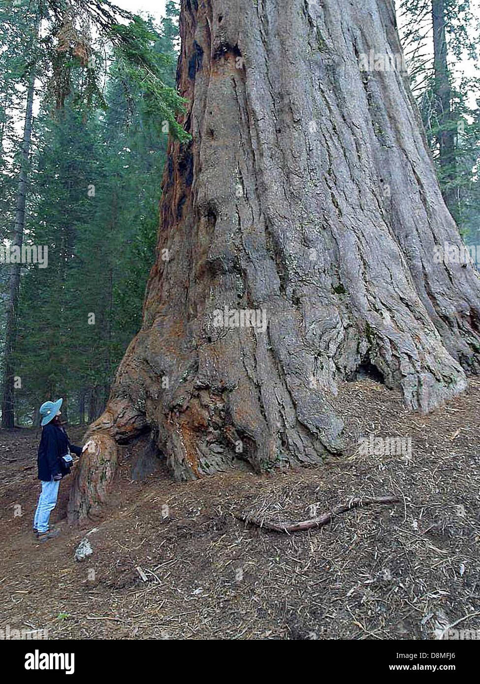 This photo highlights the grandeur of Sequoia trees, some of the ...