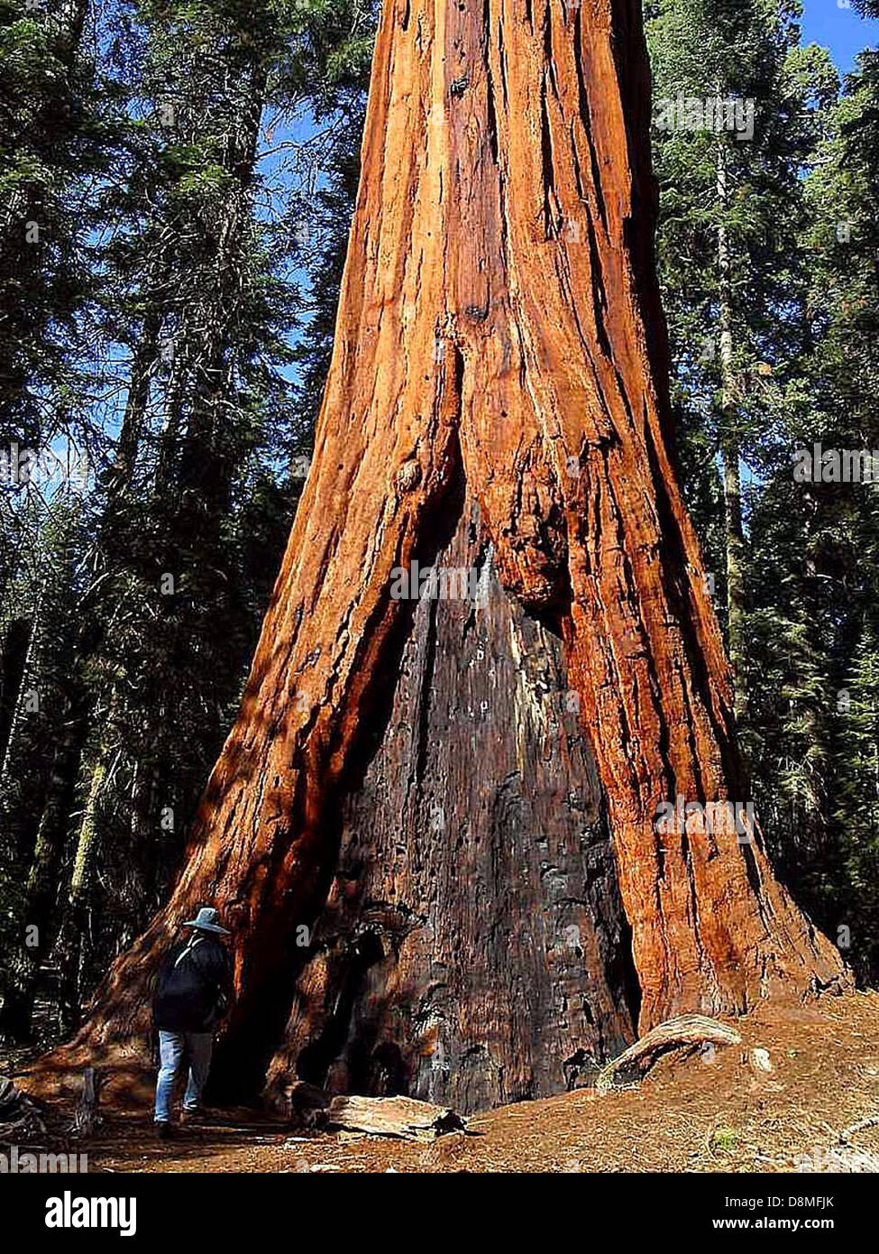 The Sequoia trees, known for their enormous size, display burned bark ...
