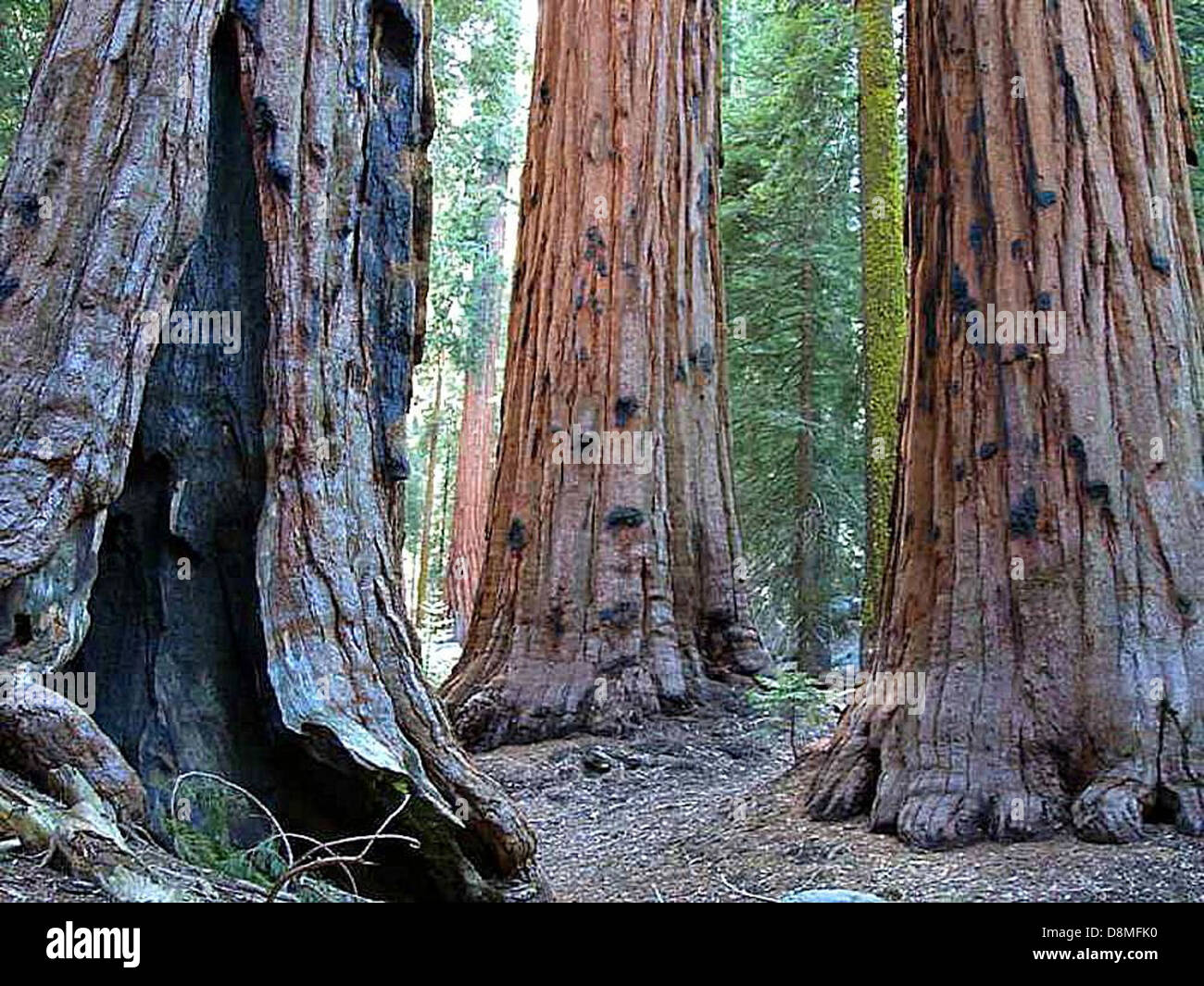 A towering Sequoia tree forest, showcasing the immense size and ...