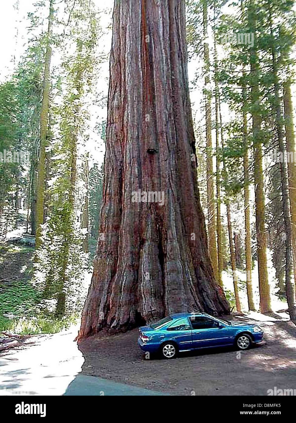 Sequoia car tree Stock Photo - Alamy