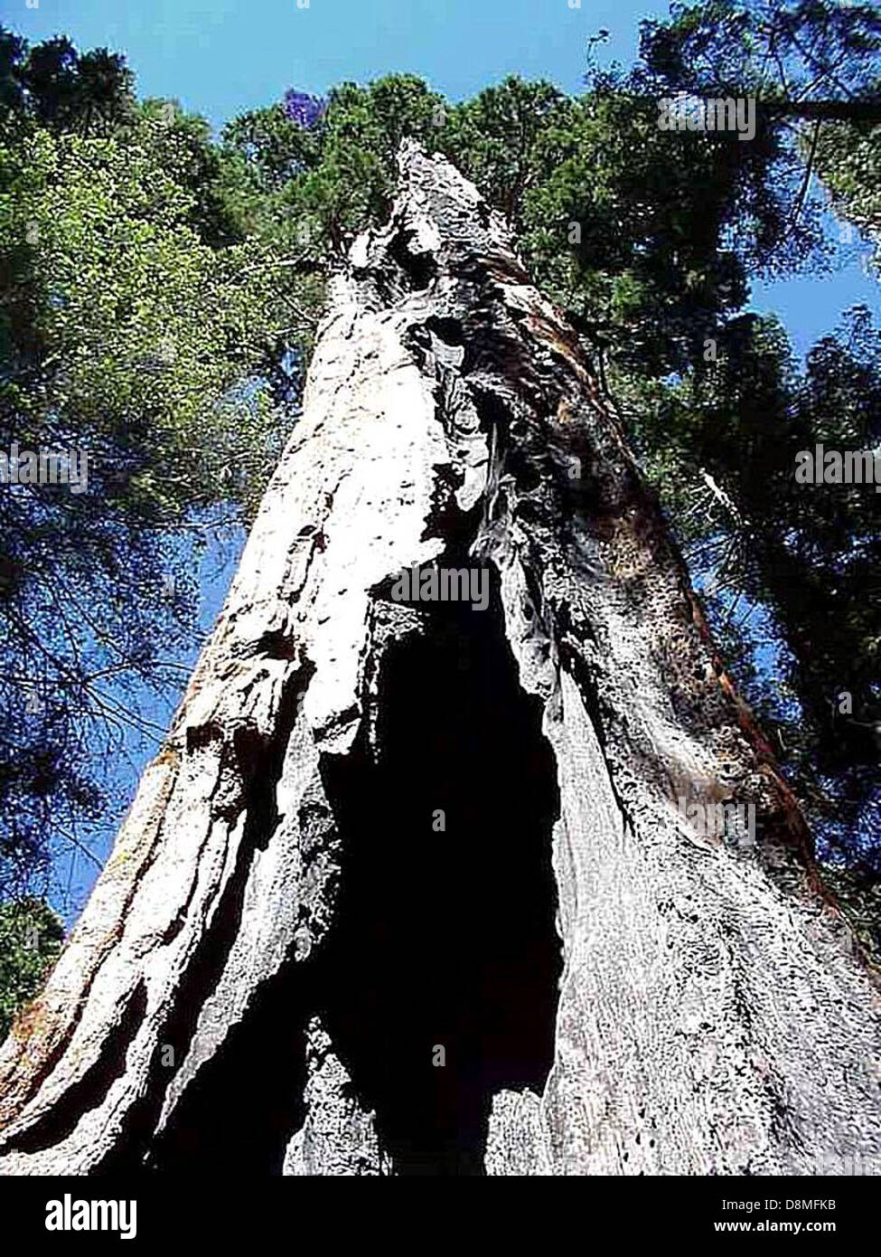 A high-resolution image capturing the grandeur of Sequoia National Park ...