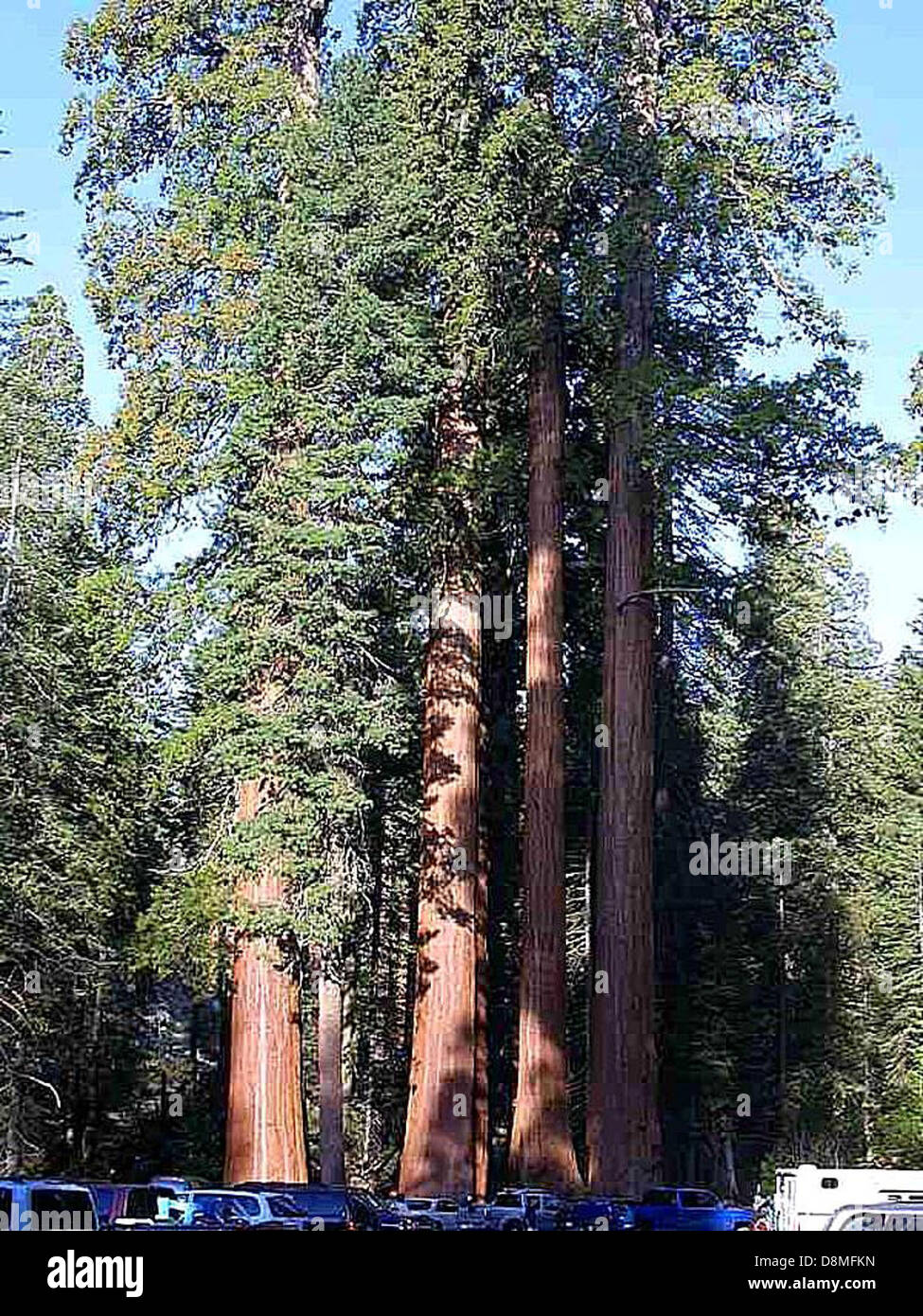 A towering Sequoia tree stands in a forest, showcasing its massive size ...