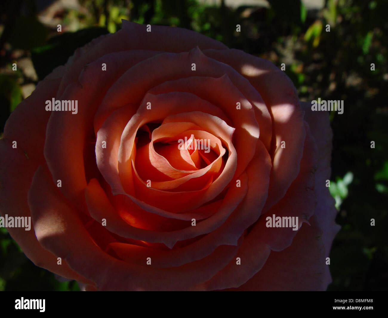 Shaded rose hi-res stock photography and images - Alamy