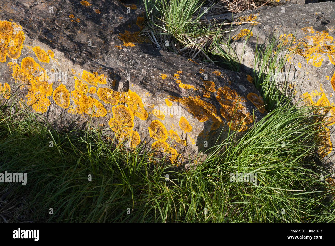 River Severn, flood defences, rocks, boulders,lichen,grass bank, mud ...